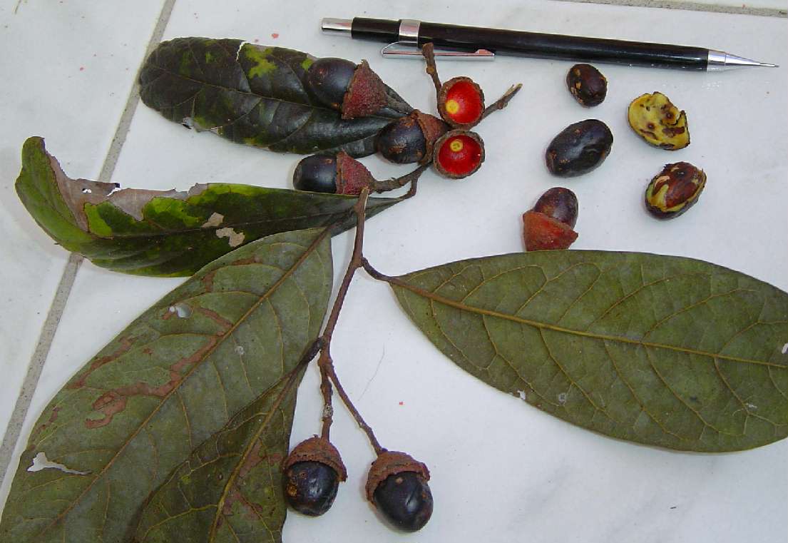 Canela vermelha Ocotea sp